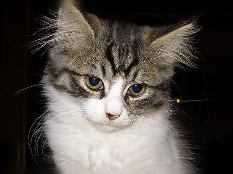 Kotě Týnka a její obrázky kočiček - Fotoalbum - Kočičky - Kočičky